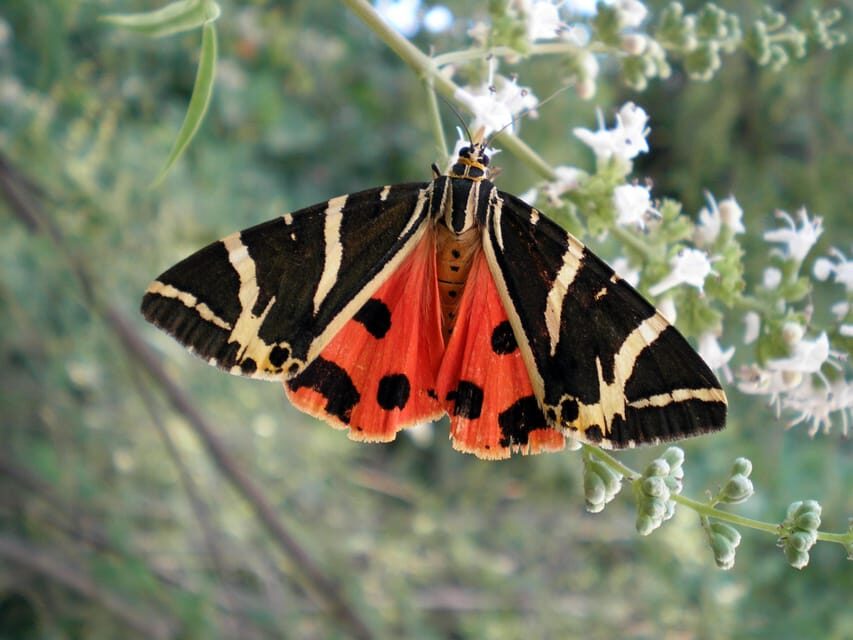 Rhodes: Butterfly Valley & Wine Tasting Tour (Small Group) - Who Will Love This Tour?