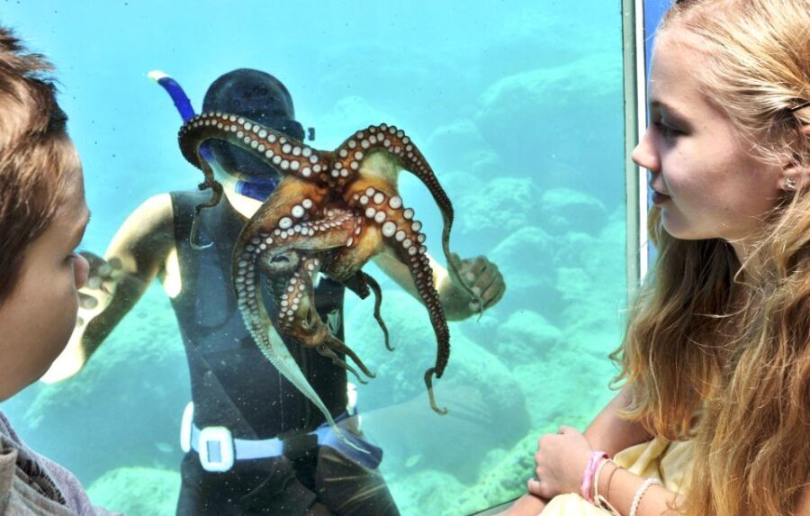 Rhodes Town: Yellow Submarine Cruise with Underwater Views - Introduction: What is the Yellow Submarine Cruise?