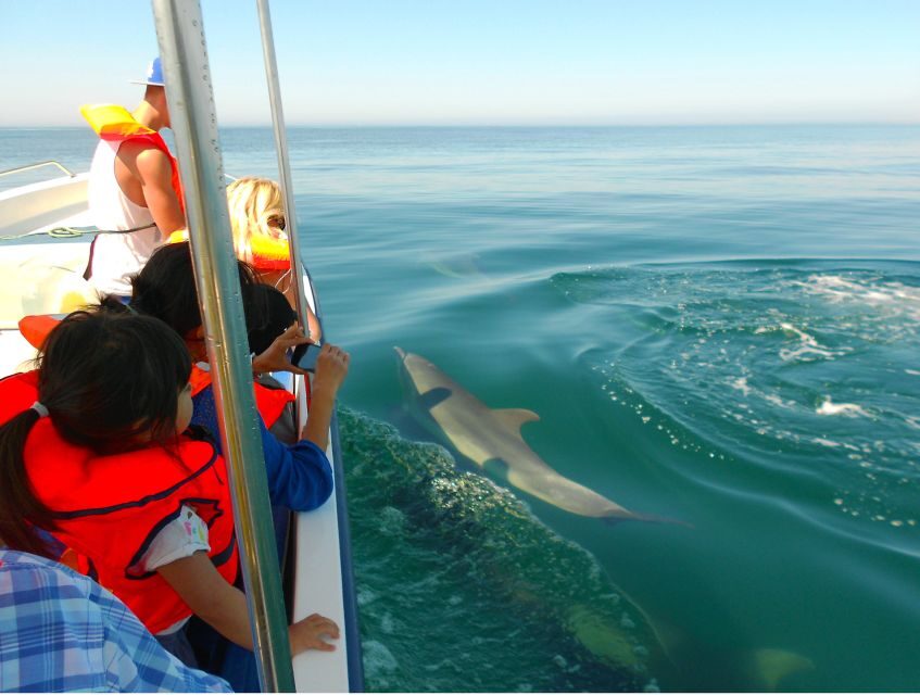 Ria Formosa: Dolphin-Watching Boat Tour - The Wildlife and Scenery: What You Might See and Why It Matters