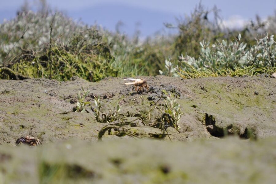 Ria Formosa National Park: Kayak Trip - The Itinerary: What to Expect