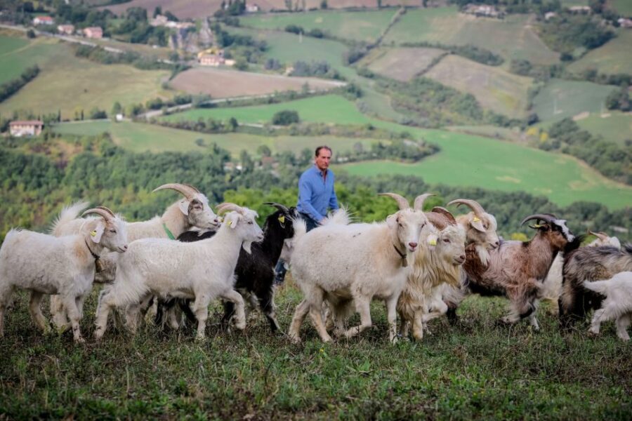 Rimini: San Leo Cashmere Farm Experience - Value and Practical Details
