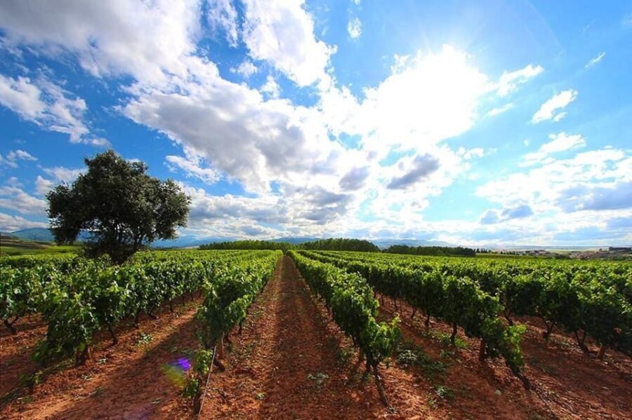 Rioja: Wine tasting and sampling at the Martínez Alesanco family winery - The itinerary in detail