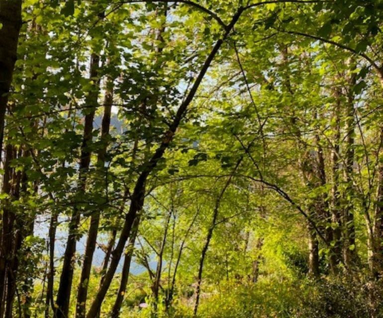 Rome: Forest Bathing Experience - The Sum Up