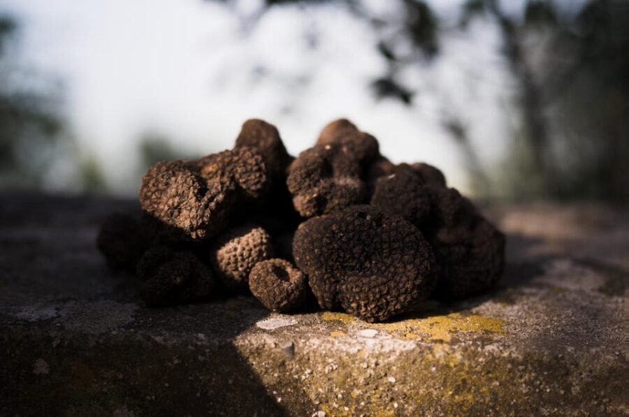 Rome: Truffle Hunting and Gourmet Lunch in the Countryside - Key Points