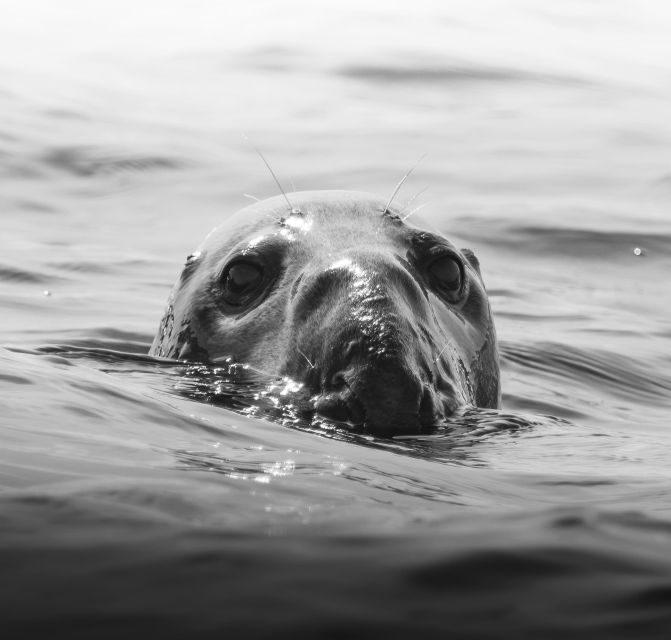 Rounding Cornwall Boat Trip Experience. (Departing Hayle) - The Sum Up: Why You Should Consider This Boat Trip