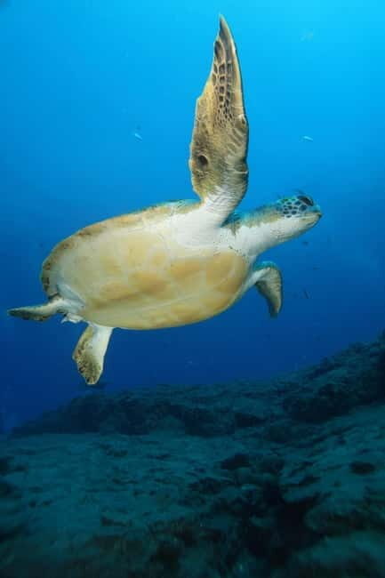 S. Tenerife: Exciting Boat Dive for Beginners to Turtle Bay - Value and Practical Considerations
