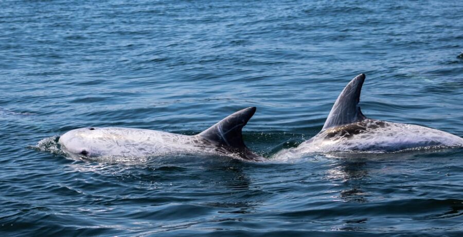Sagres: Dolphin Watching Tour - The practicalities and logistics