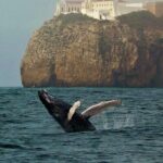Sagres Wildlife Adventure: Dolphin and Whale Watching Tour - Introduction: An Authentic Marine Encounter in Sagres