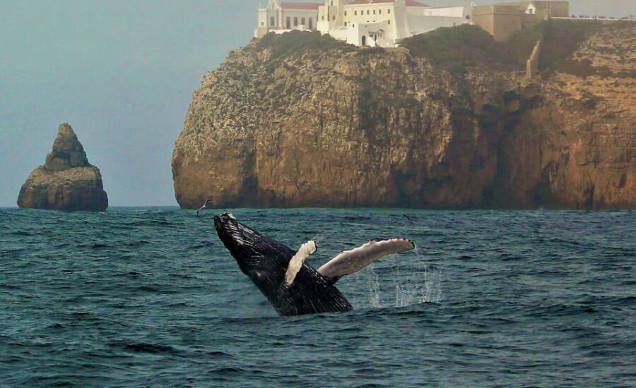 Sagres Wildlife Adventure: Dolphin and Whale Watching Tour - Introduction: An Authentic Marine Encounter in Sagres