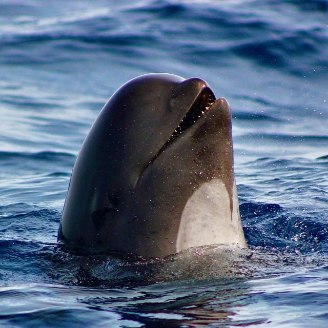 Sagres: Wildlife Tour Dolphins and Caves - The Itinerary: What to Expect