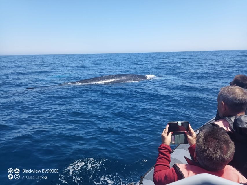 Salema: Dolphin Watching - What to Expect on Your Dolphin Watching Tour