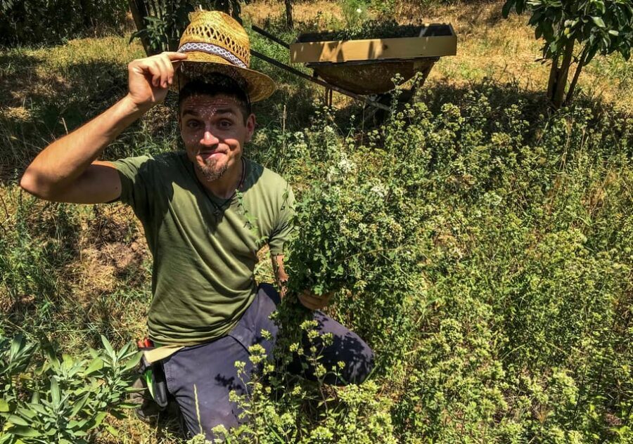 Salento: Wild Herbs to Drink - from plant to glass - Key Points