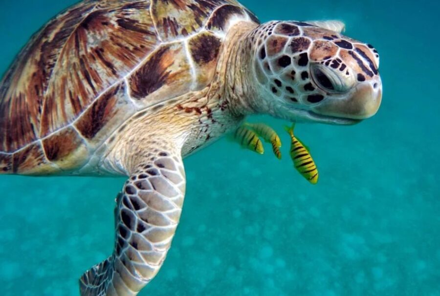 San Domino, Tremiti: try scuba, first diving experience - The Itinerary in Detail