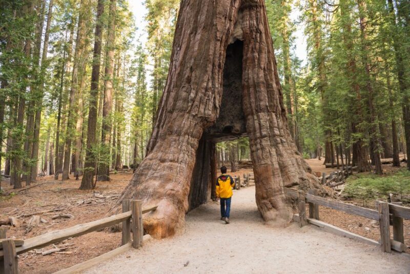 San Francisco to/from Yosemite National Park: 1-Way Transfer - Key Points