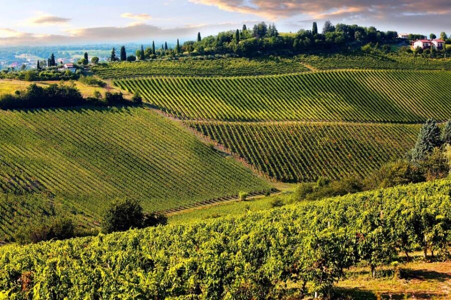 San Gimignano and a Winery with Light Lunch from Pisa - Is it Worth the Price?