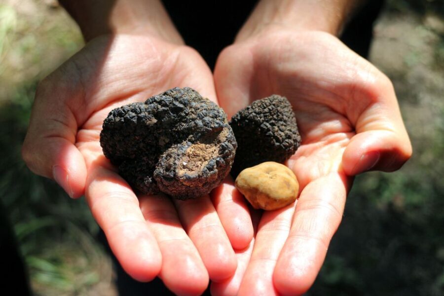 San Gimignano: Truffle Hunting with Lunch & Wine Tasting - The Lunch Experience