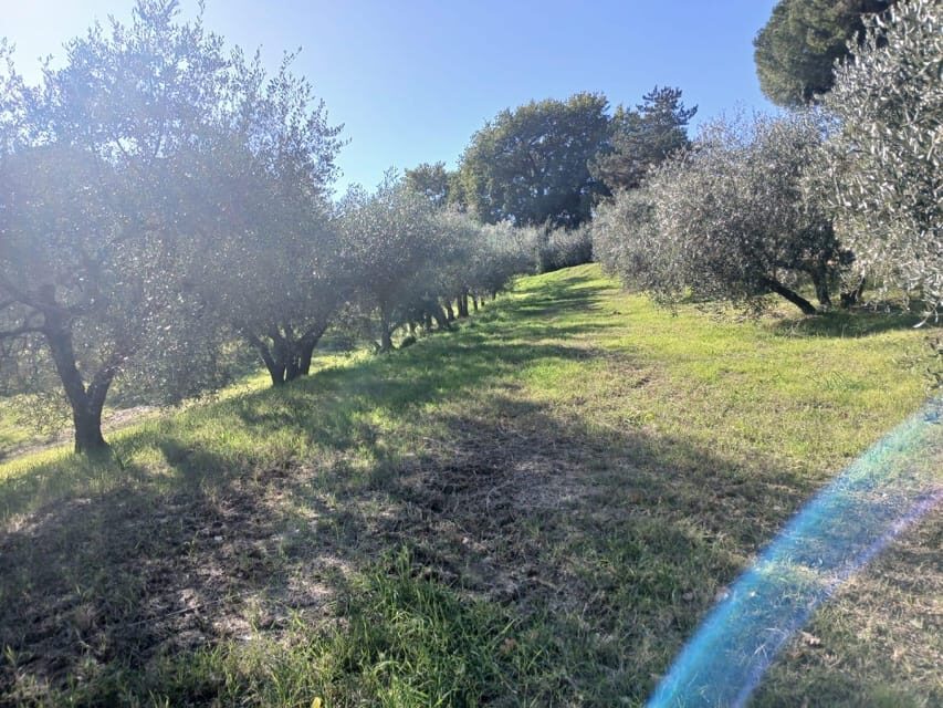 San Gimignano: Winery Visit with Picnic in Olive Grove - A Walkthrough of the Experience