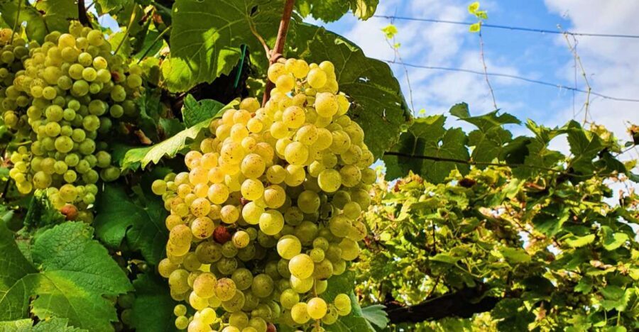 San Pietro di Feletto: Vineyard Tour with Cellar Visit - Who Will Love This Tour?