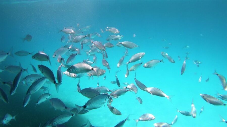 San Teodoro: snorkeling in Molara - Final Thoughts