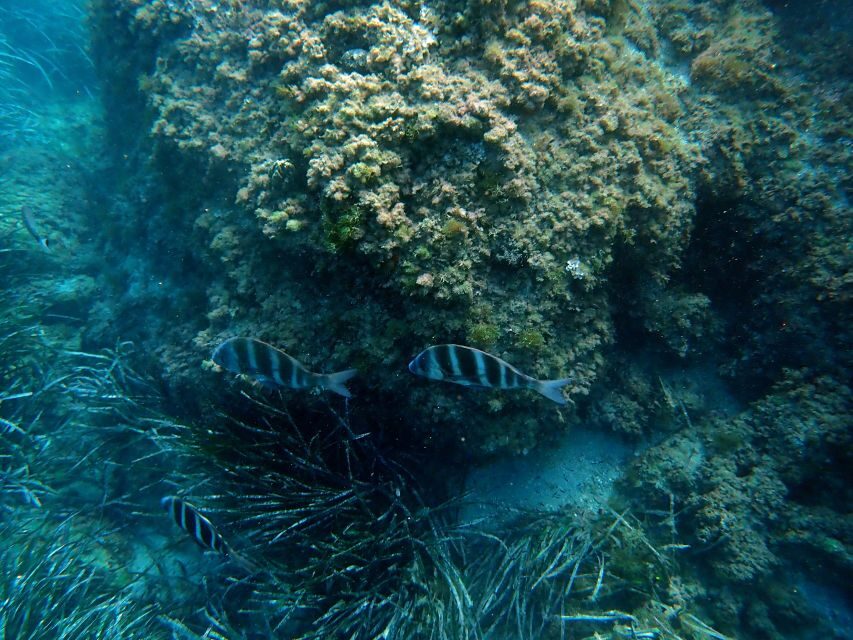 Santa Pola: 3-Hour Scuba Diving near Tabarca - Analyzing the Value
