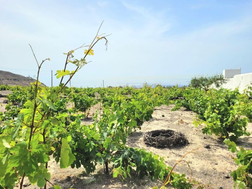 Santorini: Private Tour 3hours Wine n local product tasting - Why This Tour Stands Out
