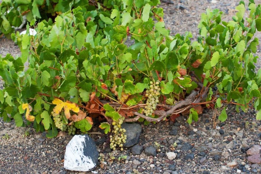 Santorini: Vegan Wine Tasting Private Tour - What Makes This Tour Unique?
