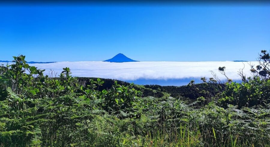 São Jorge: Island, Forest Reserve & Fajãs Guided Tour - Transport, Timing, and Group Size