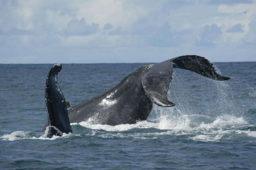 São Miguel: Whales & Volcano Full-Day Tour with Lunch - Exploring São Miguel: The Perfect Balance of Nature and Culture