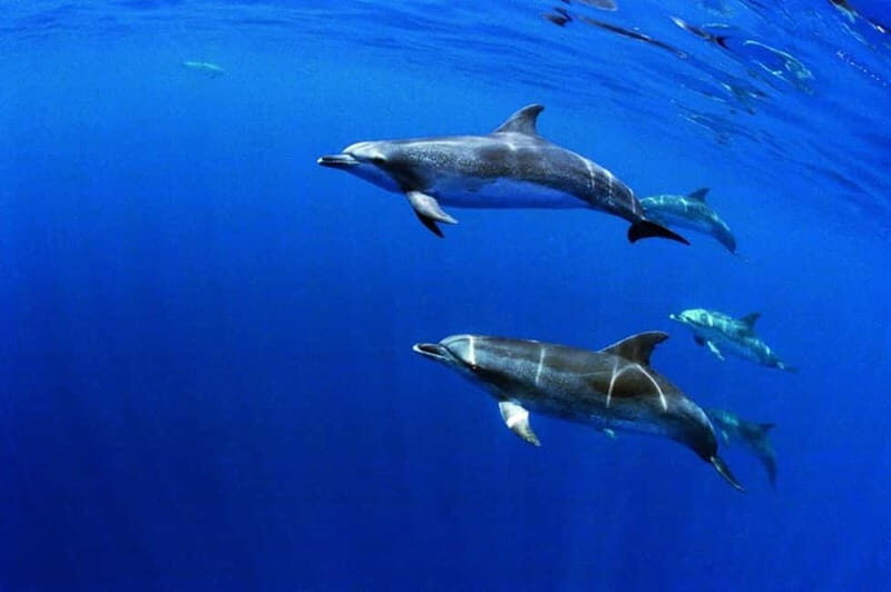 São Miguel: Wild Swimming with Dolphins - The Sum Up