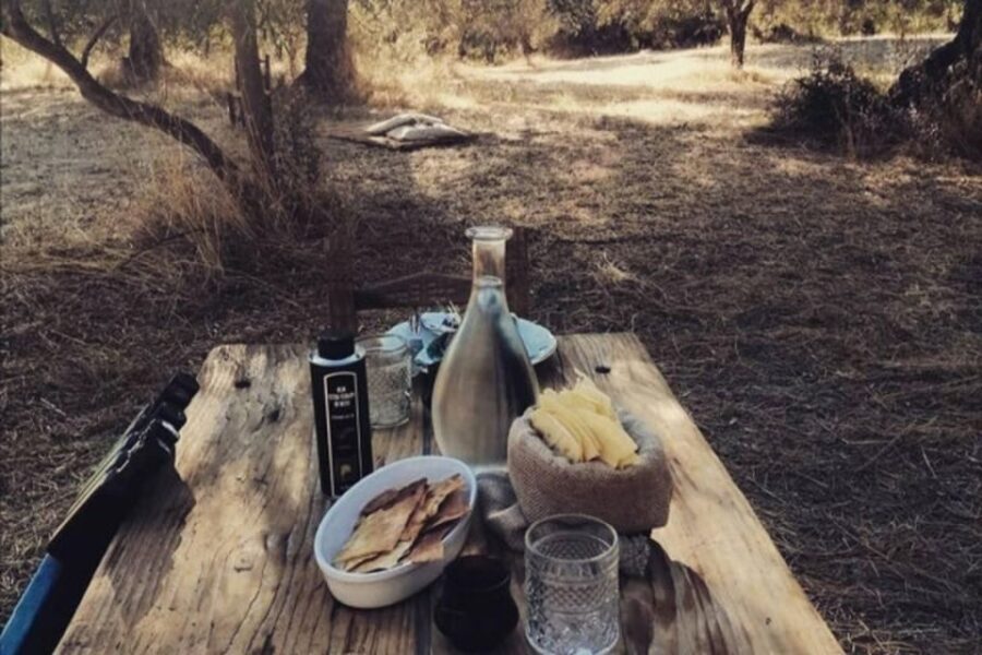 Sardinian Olive Oil tasting & Picnic among the olive trees - How the Itinerary Unfolds