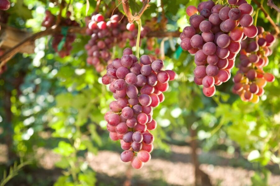 Savor Rhodes: 11-Dish Wine Pairing and Cooking Adventure - Who Should Consider This Tour?