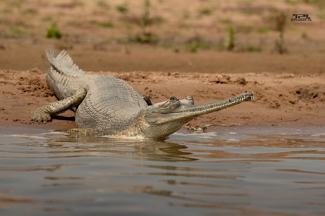 Sawai Madhopur: Private Chambal Crocodile Safari All-Inclusive - Introduction: What to Expect from the Sawai Madhopur Private Chambal Crocodile Safari
