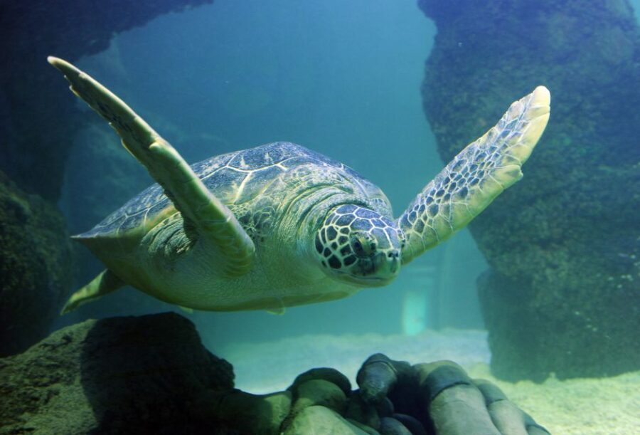 Scheveningen, The Hague: Sea Life Entry Ticket - A Closer Look at the Experience