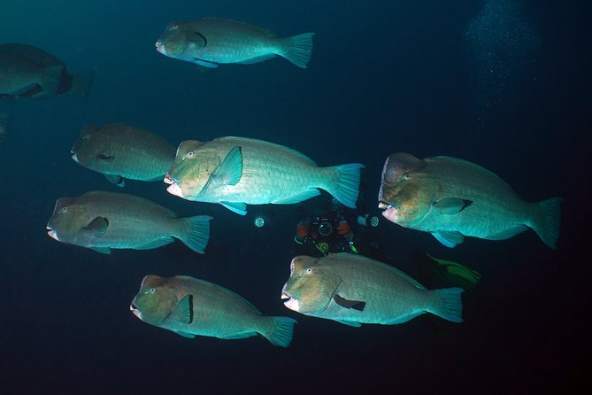 Scuba Diving at Tulamben USAT Liberty Wreck - Scuba Diving at Tulamben USAT Liberty Wreck: An In-Depth Review