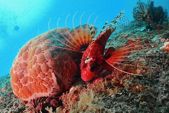 Scuba Diving For Beginners - Key Points