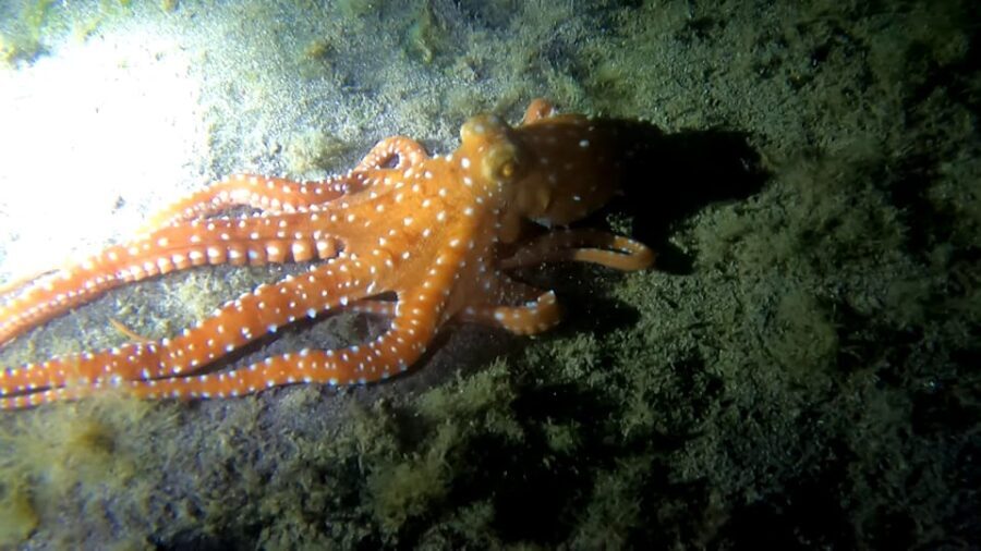 Scuba Night Dive for certified divers in Tenerife - Exploring the Night Underwater World