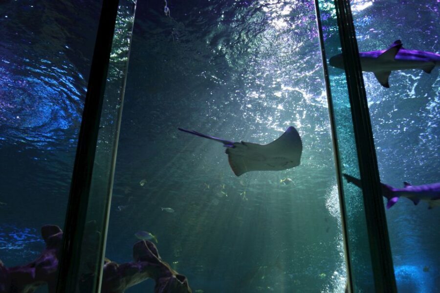 SEA LIFE Blackpool Entrance Ticket - How to Maximize Your Visit