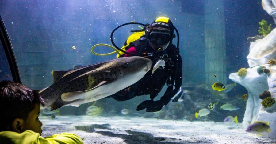 SEA LIFE Porto Full-Day Entrance Ticket - Exploring the Marine World: What’s Inside SEA LIFE Porto?