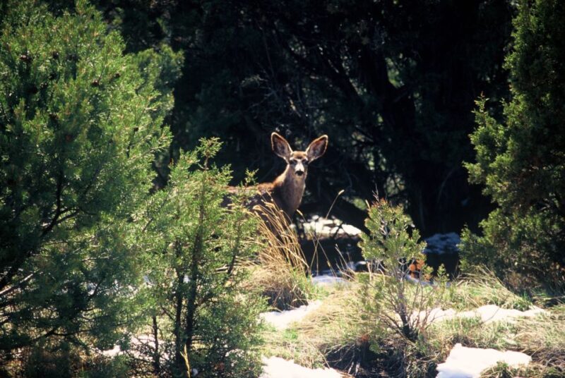 Sedona: PRIVATE 2-Hour Jeep (Hummer) Tour Gambler Trail - Key Points