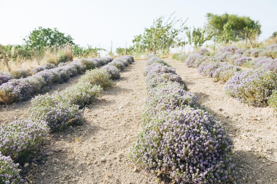 Sensory walk with lunch in the Caltagirone countryside - The culinary highlight: a traditional Sicilian lunch
