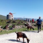 Serra dos Candeeiros : Shepherd for a morning - The Itinerary: What You’ll Experience