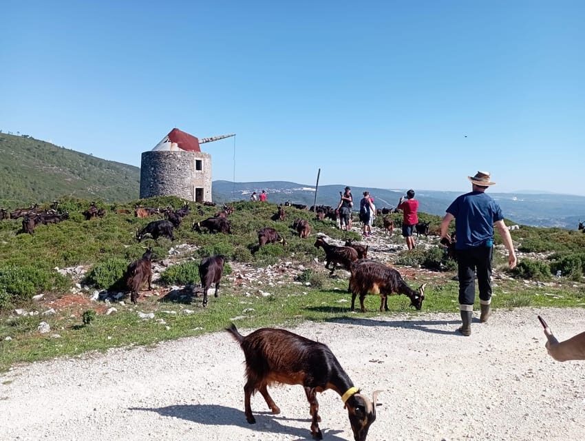 Serra dos Candeeiros : Shepherd for a morning - The Itinerary: What You’ll Experience