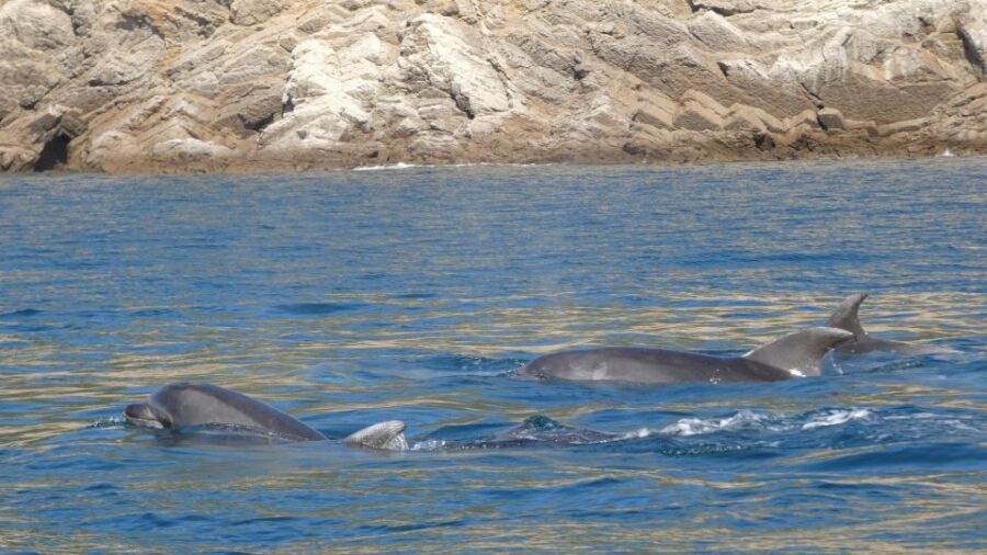 Sesimbra: Arrábida Dolphin Watching Boat Tour with Biologist - Who Will Love This Tour?