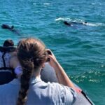 Setúbal: Dolphin-Watching Boat Tour - Why This Tour Resonates