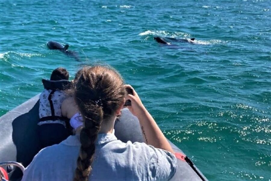 Setúbal: Dolphin-Watching Boat Tour - Why This Tour Resonates
