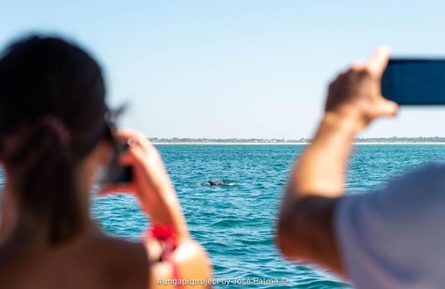 Setúbal: Dolphin Watching Boat Tour - The Itinerary: What to Expect