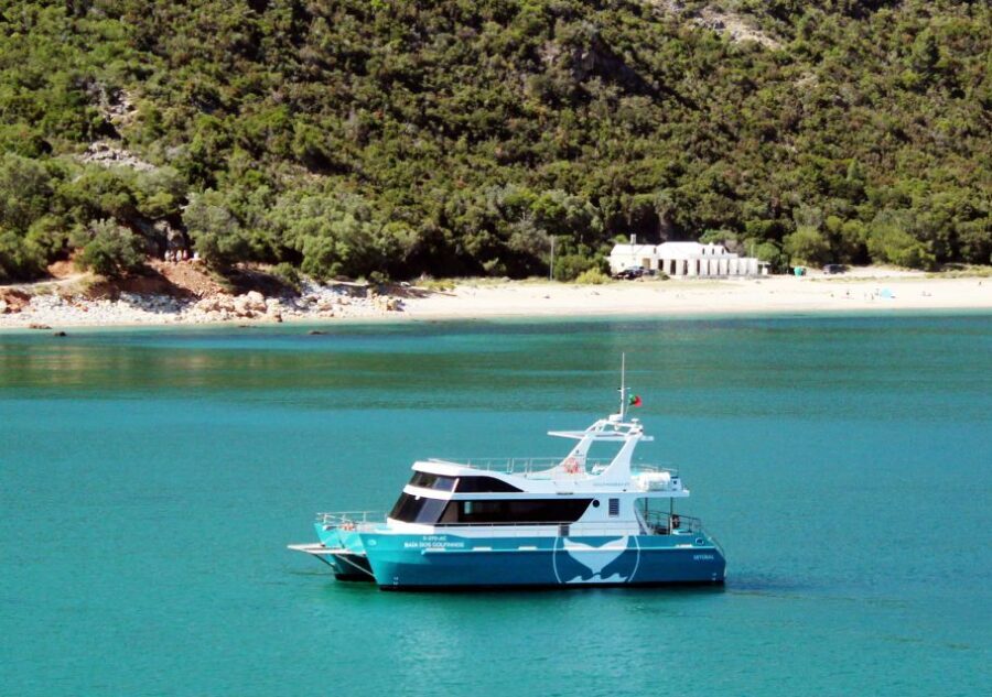 Setúbal: Dolphin Watching Tour - Analyzing the Value: Is It Worth It?