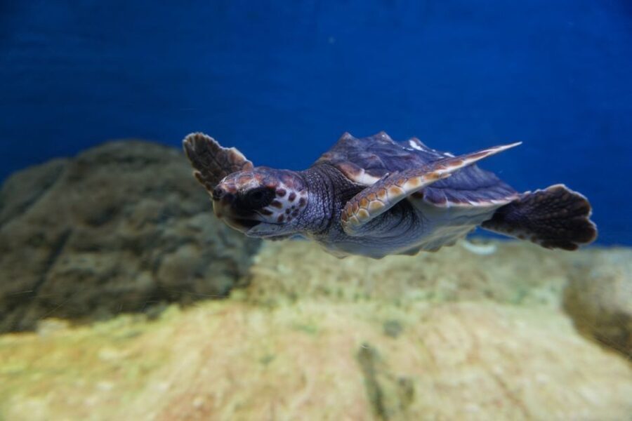 Seville Aquarium Admission Ticket - Who Will Enjoy Seville Aquarium?