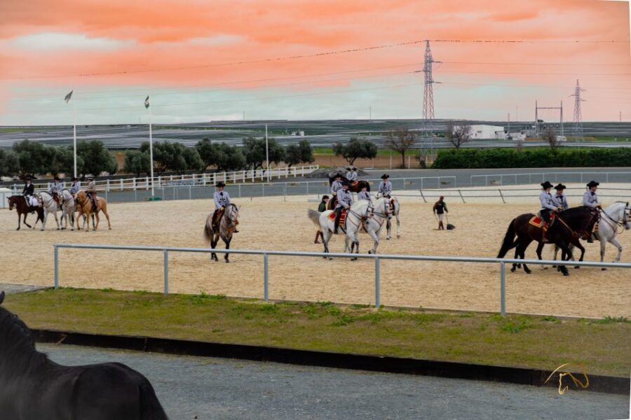Seville: Horse's Show Entry Ticket. Optional Stud Farm Visit - What to Expect from This Tour in Seville