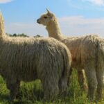 Shropshire: Alpaca Meet & Greet Intimate Alpaca Experience - The Itinerary and What It Means for You